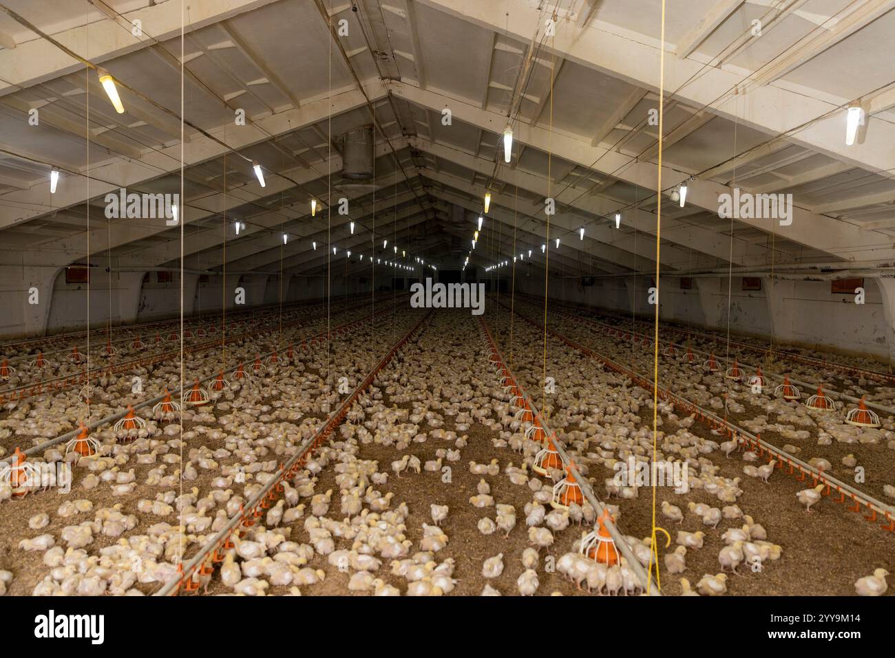 broiler chickens in a poultry house of a farm for growing meat breeds ...