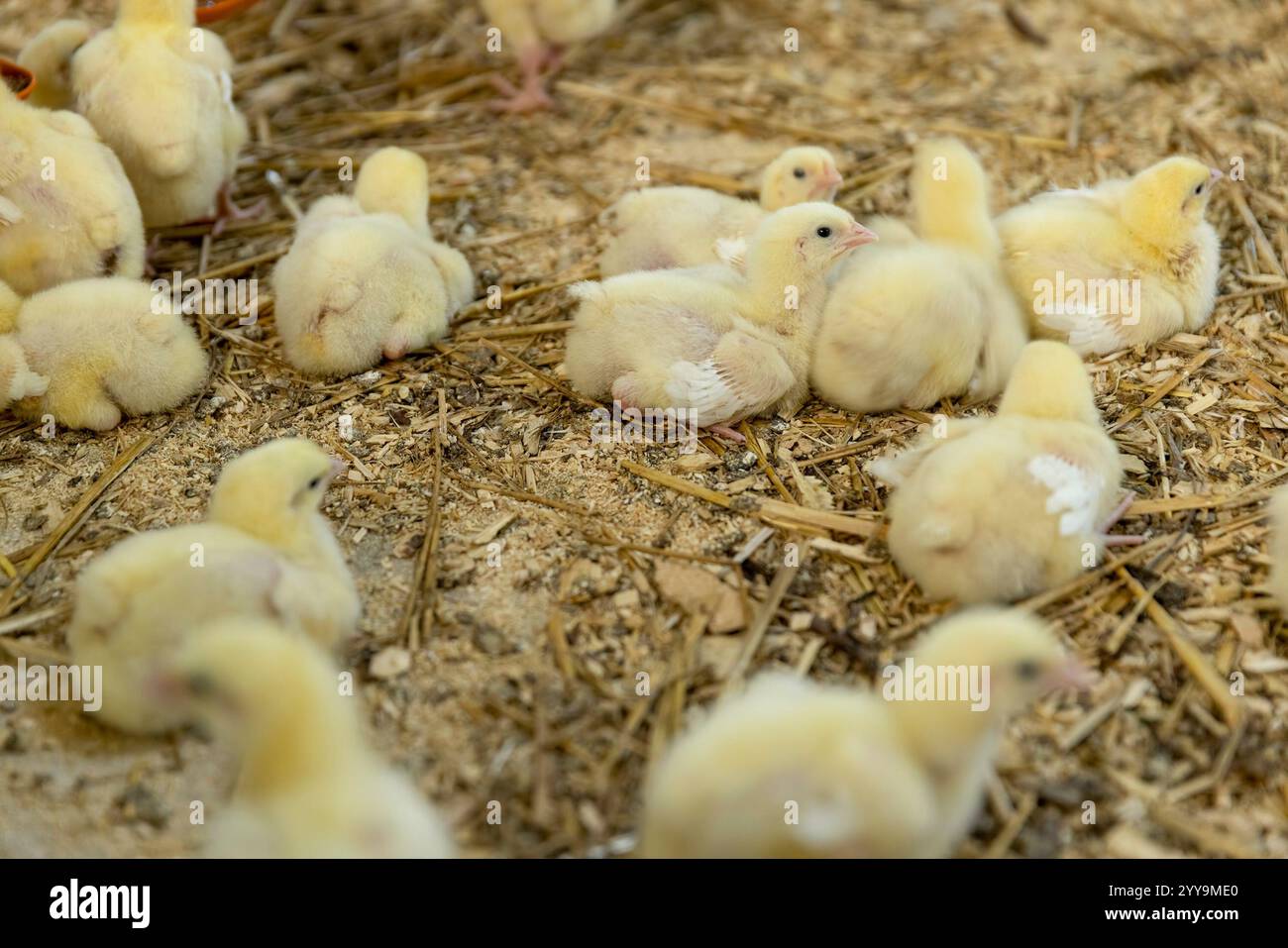 yellow broiler chickens with fluff in the poultry farm, chickens in the ...