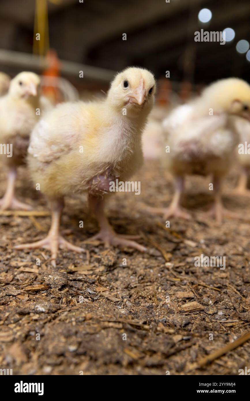 small broiler chickens in a poultry house of a farm for growing meat ...
