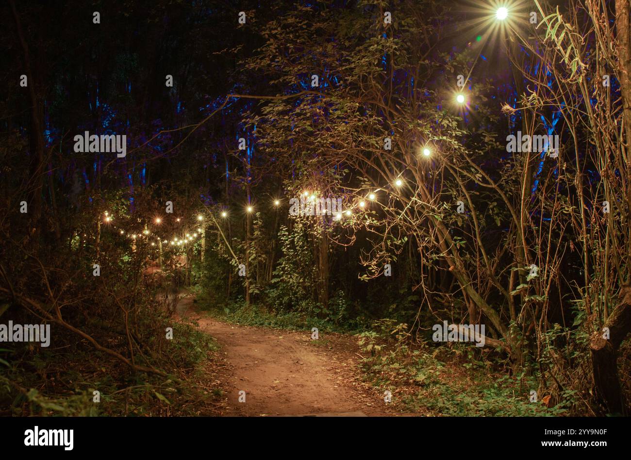 a forest path with hanging lights at night, summer outdoor night life ...