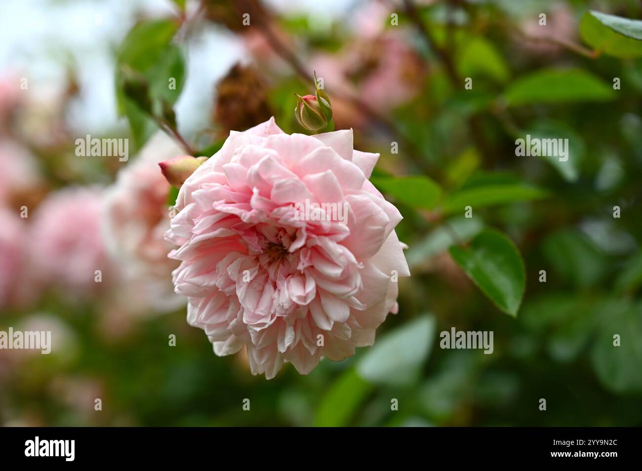 double pink summer flowers of rambler rose Paul Noël UK garden July ...
