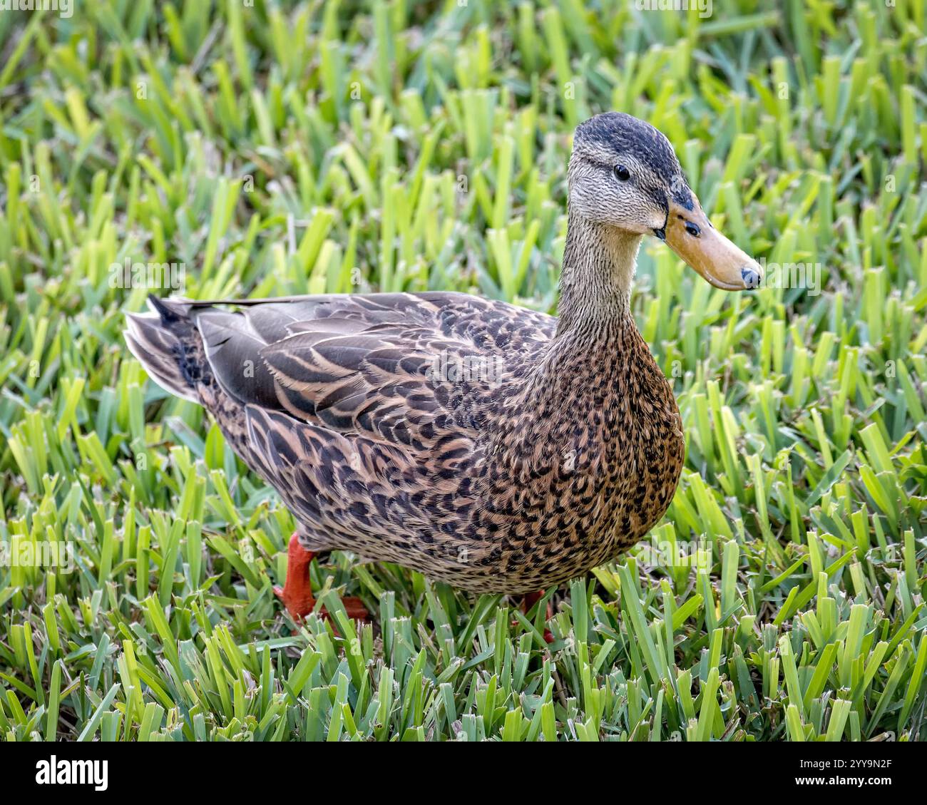 Mallard duck taking a walk Stock Photo - Alamy