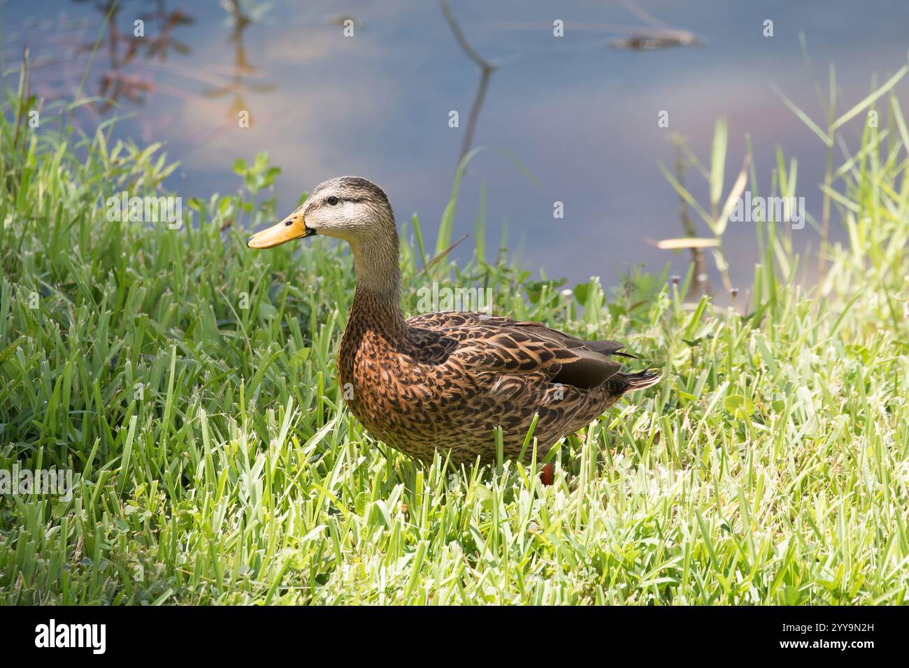 Mallard duck taking a walk Stock Photo - Alamy