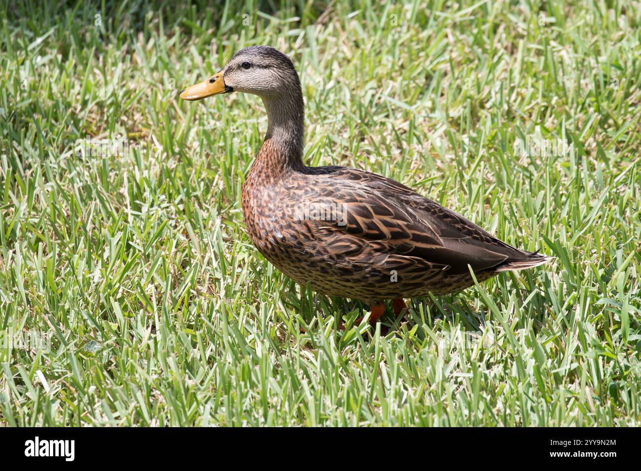 Mallard duck taking a walk Stock Photo - Alamy