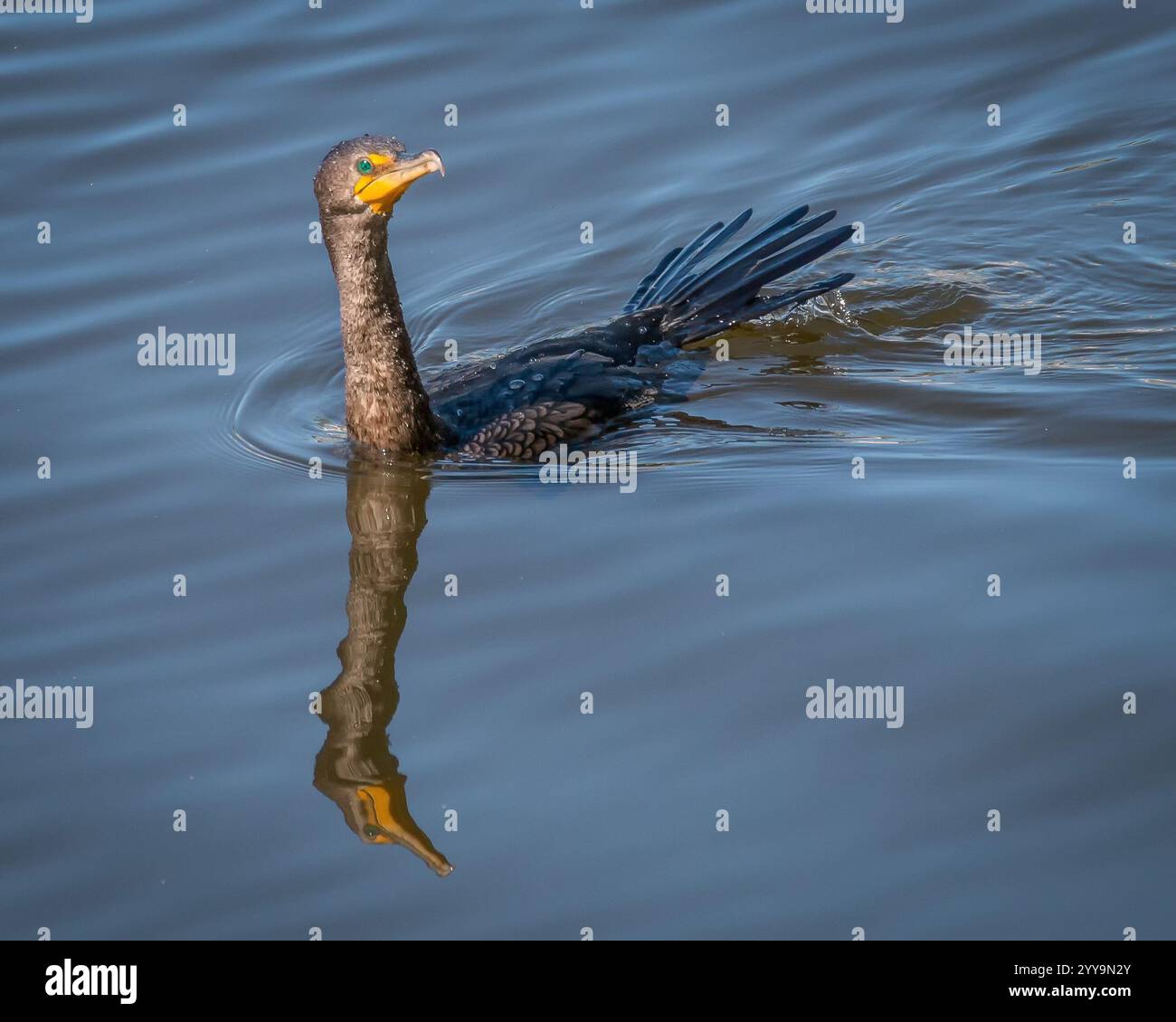 Drying swimming hi-res stock photography and images - Alamy