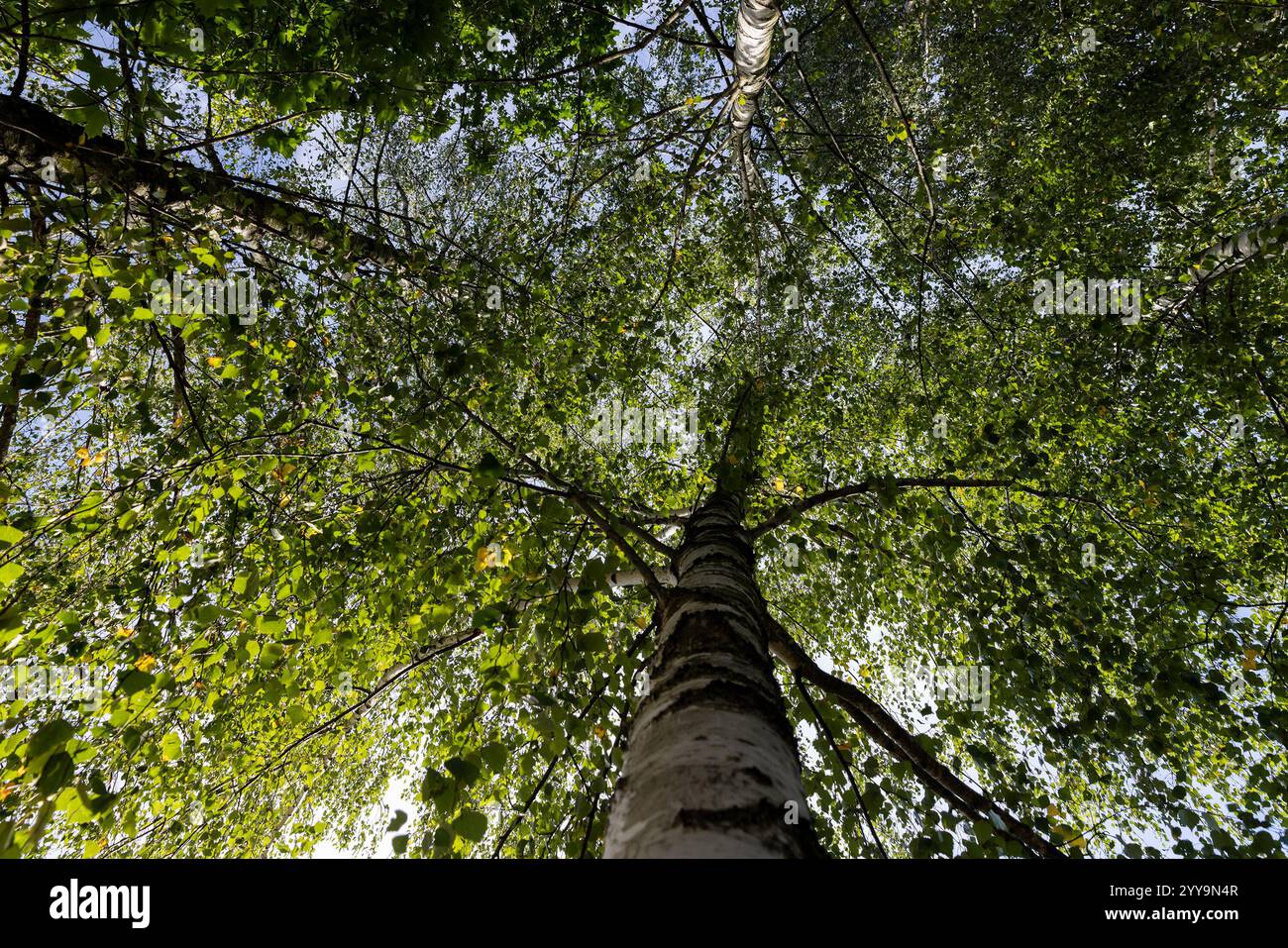 birch forest in September during the process of yellowing and leaf fall ...