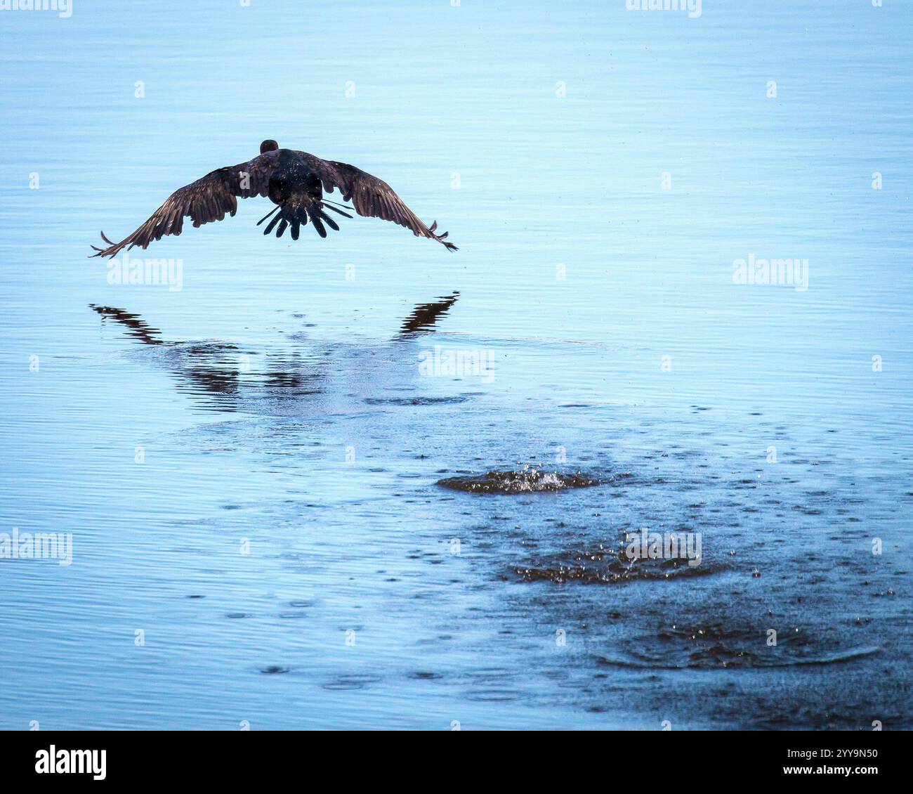 Bird gliding over water hi-res stock photography and images - Alamy