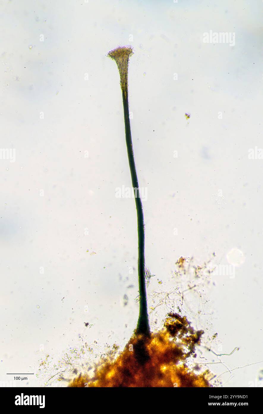 The Ascomycot fungi Pseudographiella sp. (possibly P. variiseptata ...