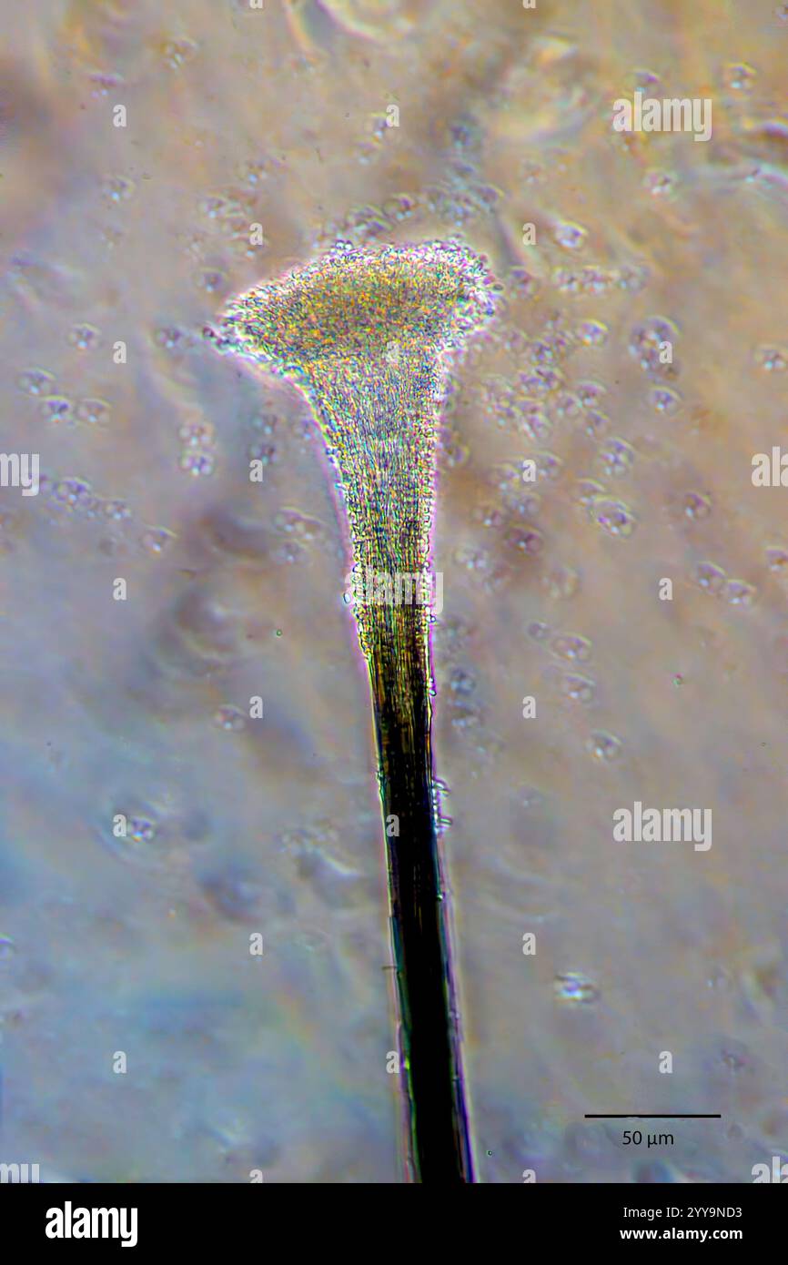 Sporocarp (fruiting body) of the Ascomycot fungi Pseudographiella sp ...
