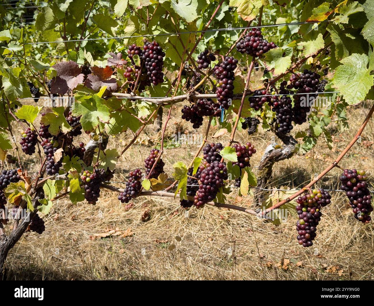 Cluster of purple berries hi-res stock photography and images - Alamy