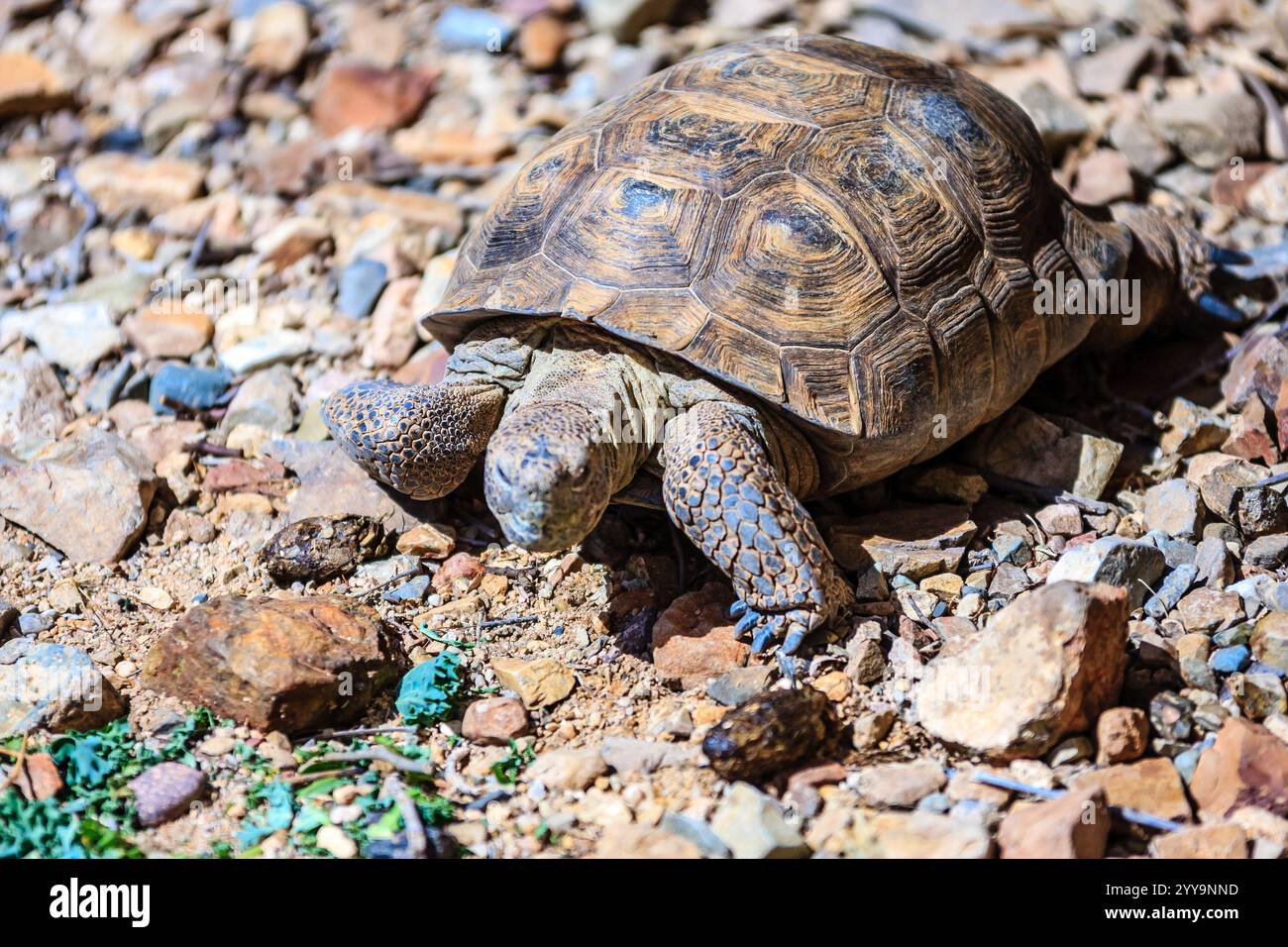 A turtle is walking on a rocky surface. The turtle is brown and has a ...