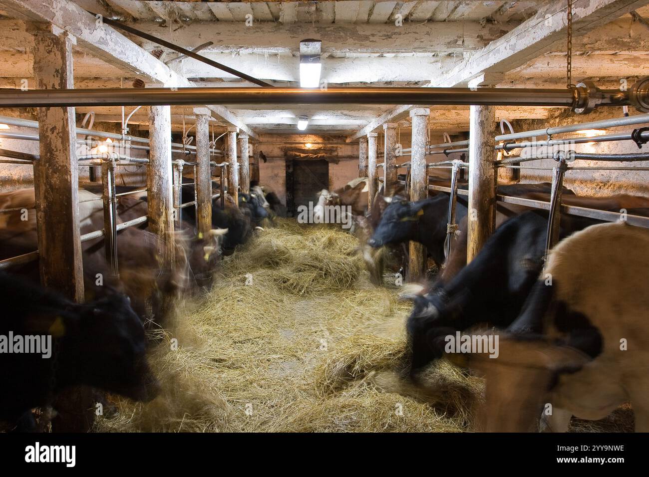 A dairy farm's interior with rows of cows in stalls, feeding on straw ...