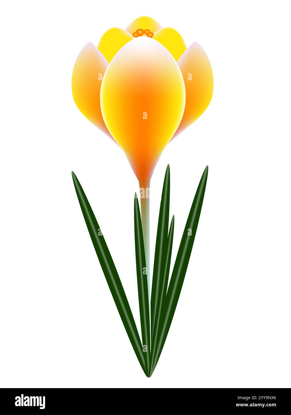 Yellow crocus on a white background Stock Vector Image & Art - Alamy