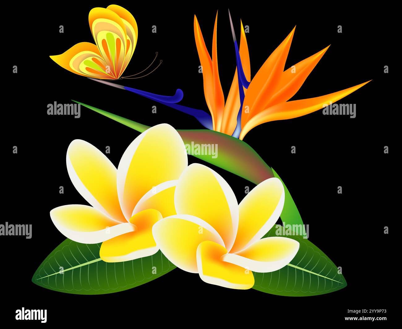 Frangipani (Plumeria) with a paradise flower and a butterfly, on a ...