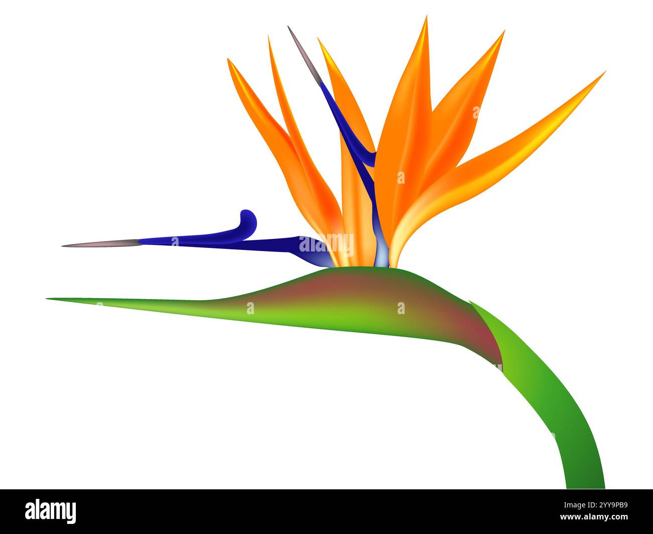 Hawaii bird red Cut Out Stock Images & Pictures - Alamy