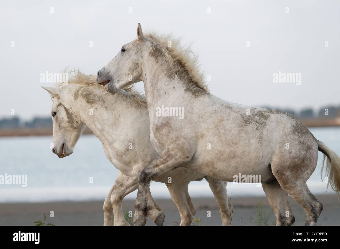 Two majestic hi-res stock photography and images - Alamy