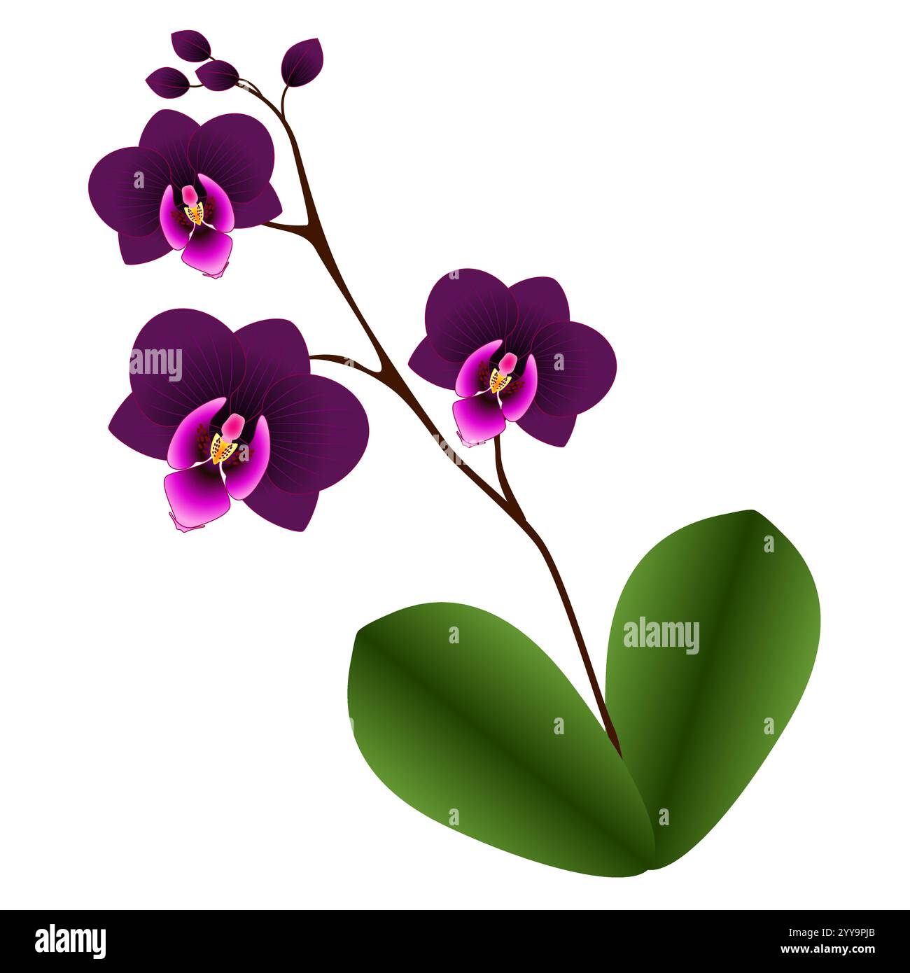 Stylized orchid branch design Stock Vector Images - Alamy