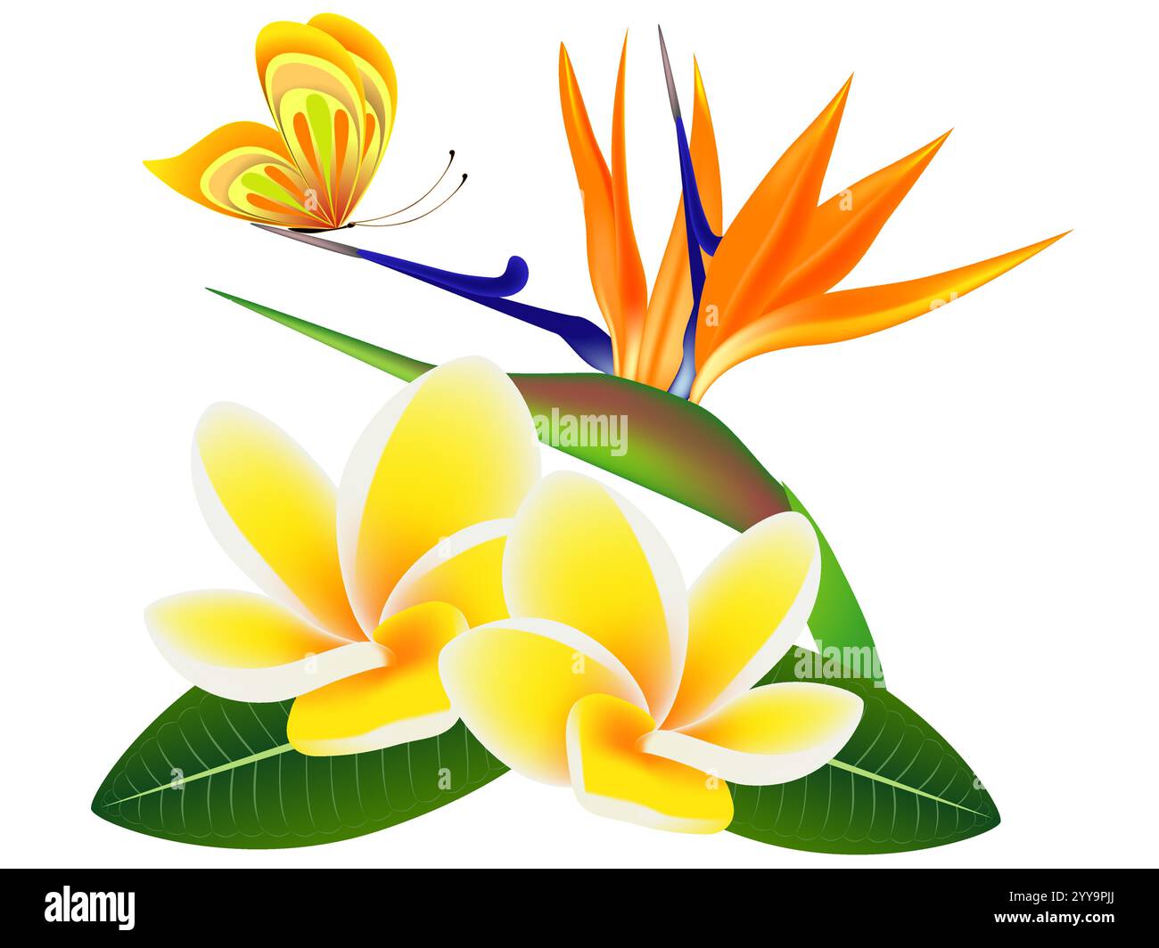 Frangipani (Plumeria) with a paradise flower and a butterfly Stock ...