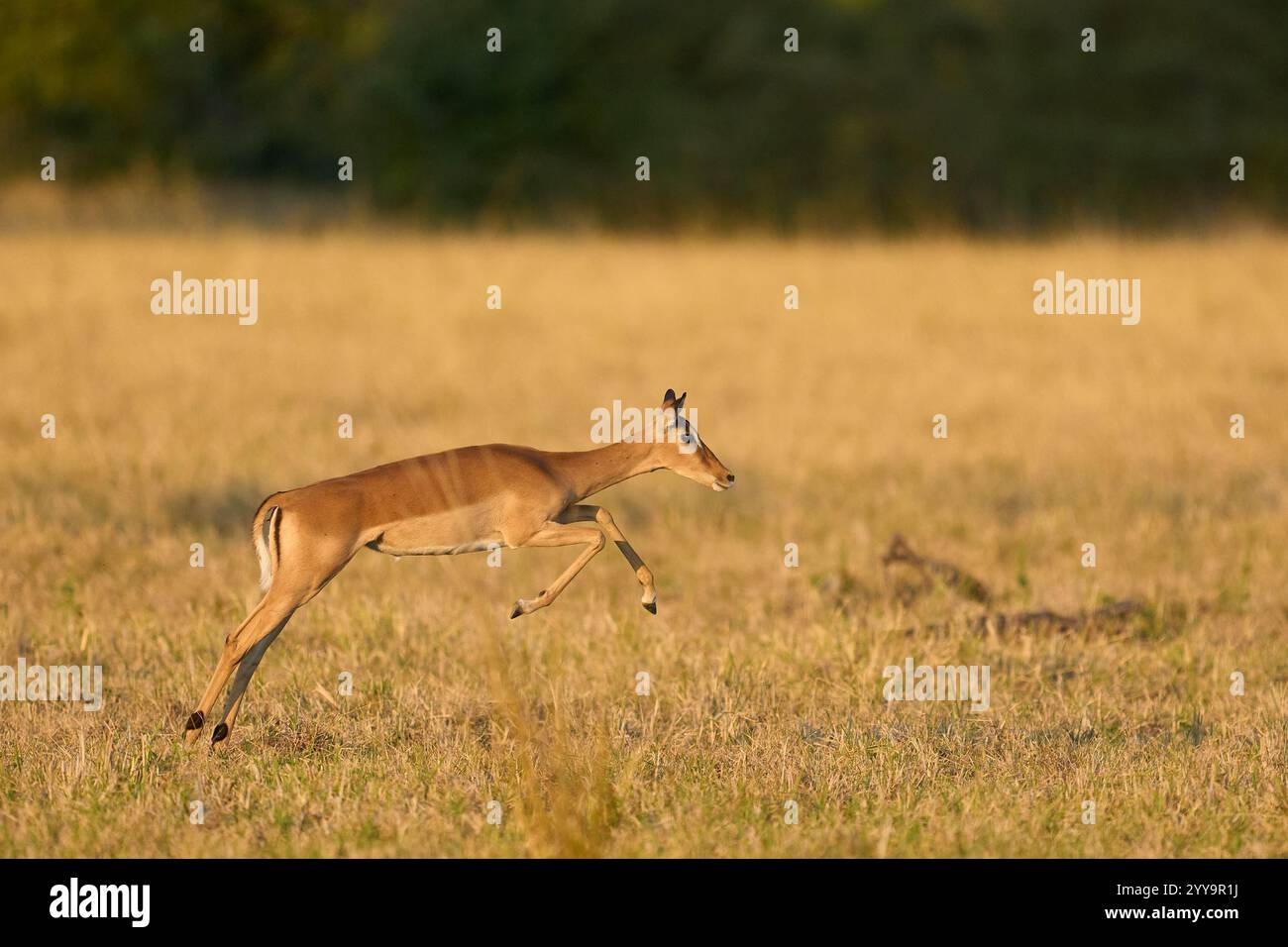 Running adult african wild hi-res stock photography and images - Alamy