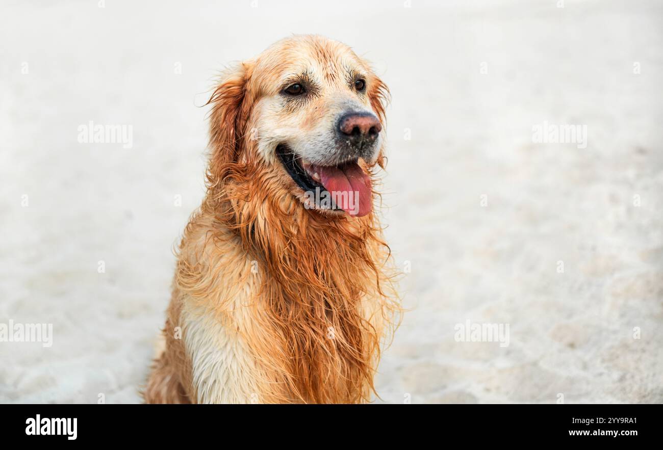Adorable Golden Retriever Dog On A Sandy Beach Has A Happy Wet Face ...