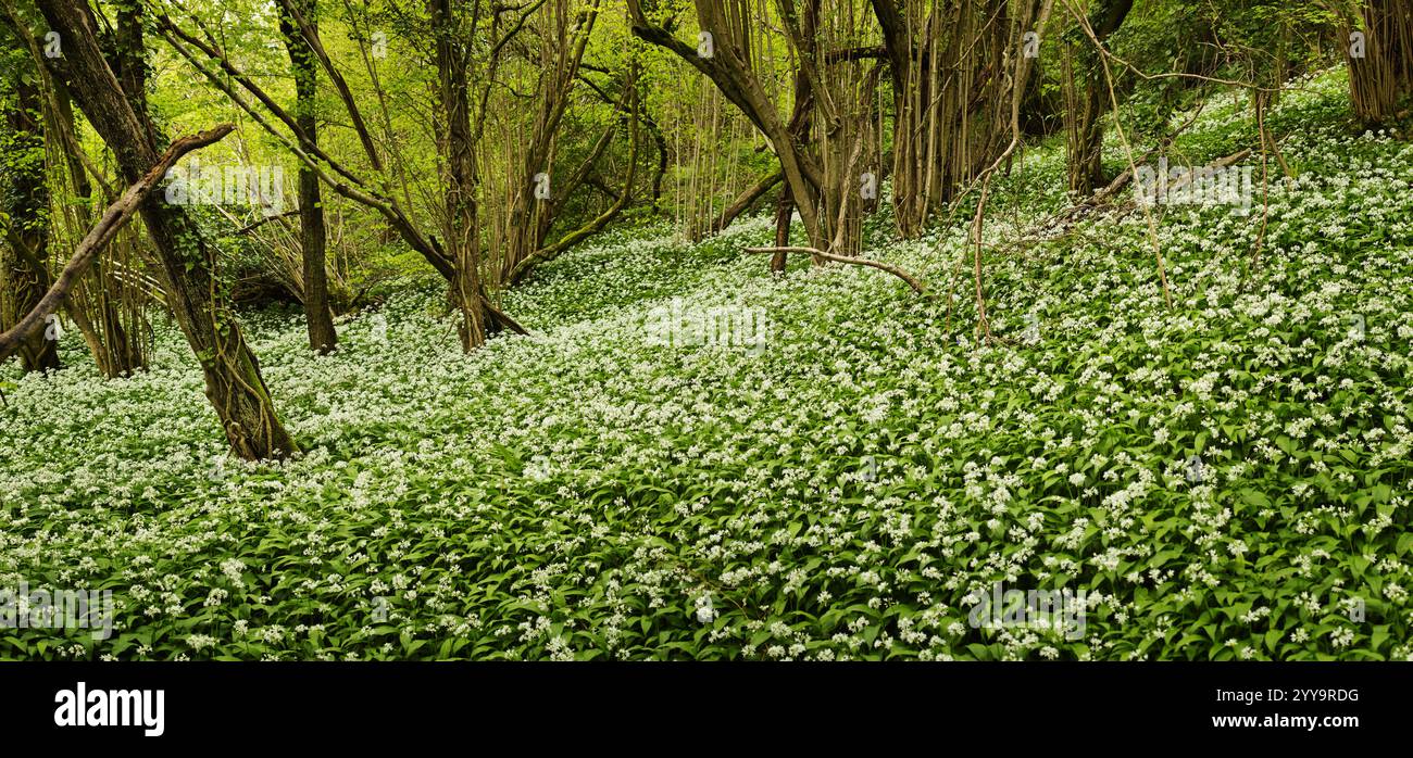 wild garlic Allium ursinum Stock Photo - Alamy
