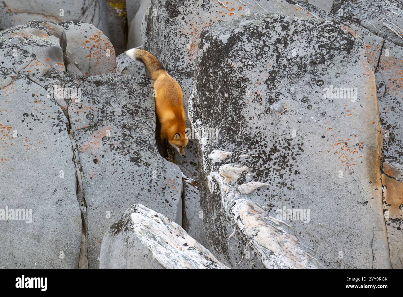 A red fox running down the rocky shoreline of Hudson Bay near Churchill ...