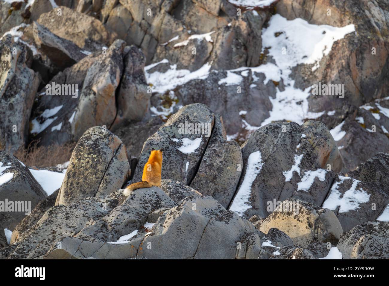 A red fox running sitting on rocky shoreline of Hudson Bay near ...