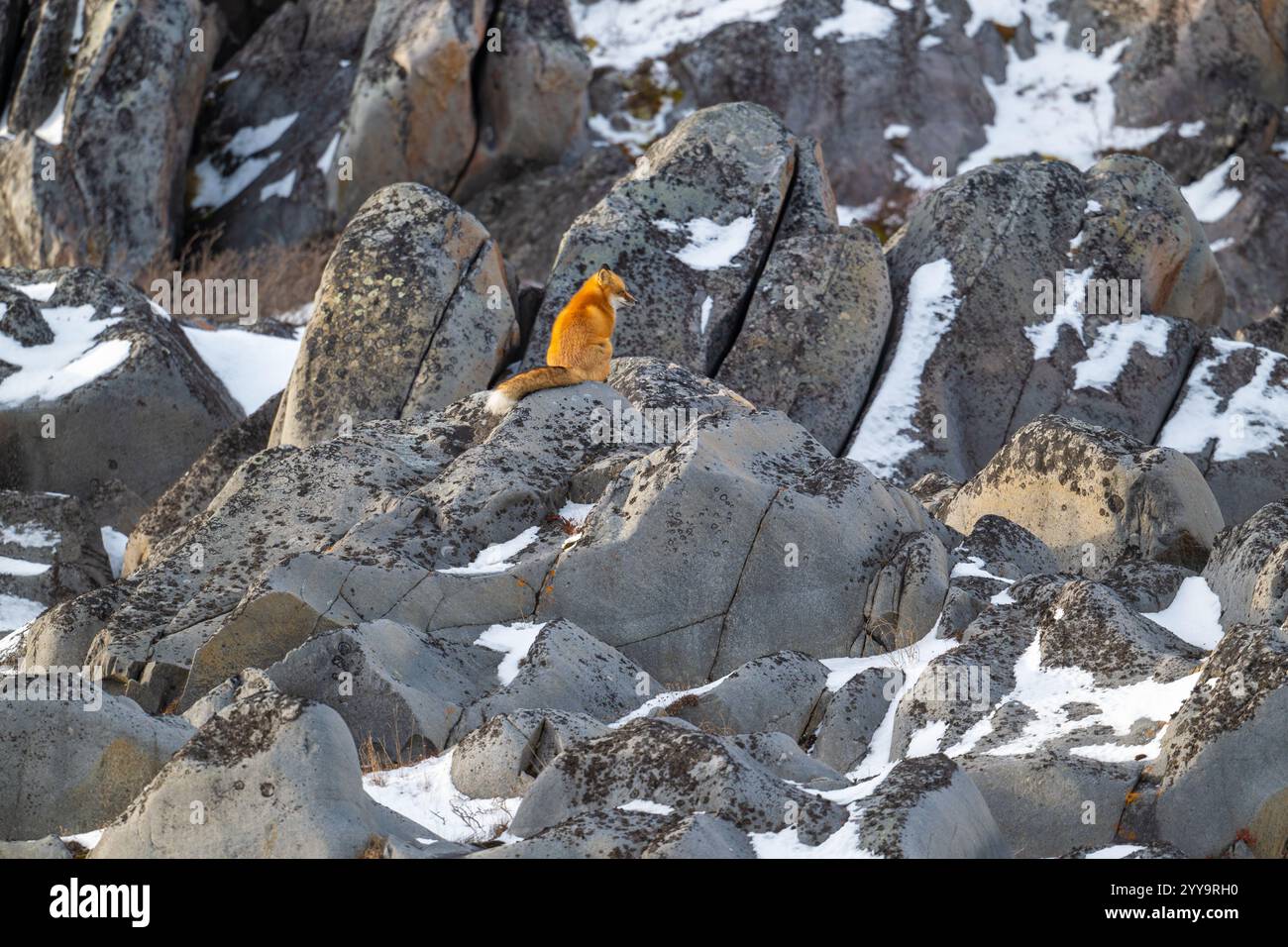 A red fox running sitting on rocky shoreline of Hudson Bay near ...