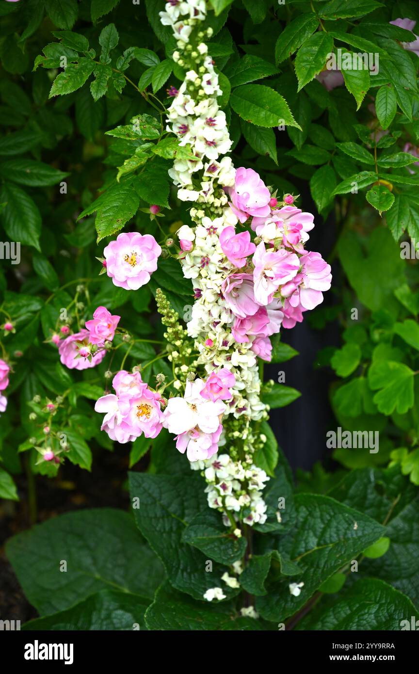 cream and purple summer flowers of Verbascum chaixii or nettle-leaved ...