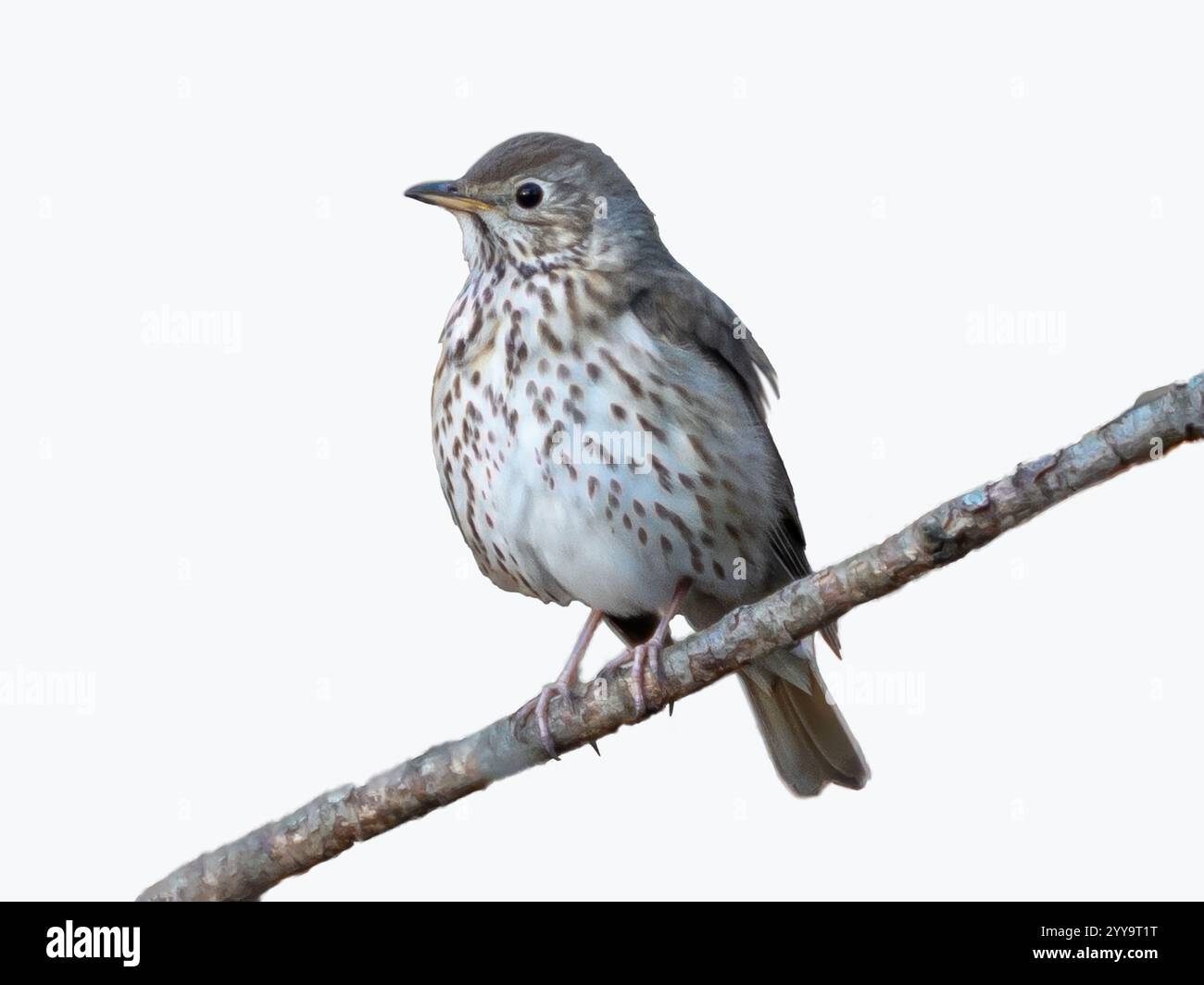 Small urban wilderness Cut Out Stock Images & Pictures - Alamy