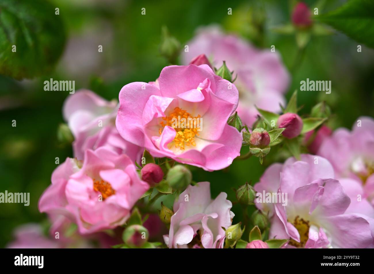 single pink flowers of ramblig rose rosa Blush Rambler UK garden July ...