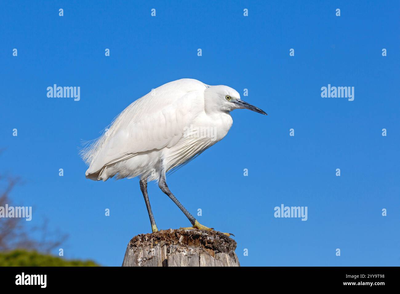 Little White Egret Bird Standing at Top of Pillar in Venice Italy ...