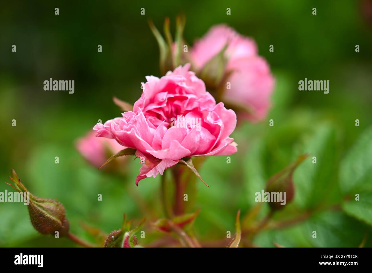 pale pink frilly petalled summer flowers of hybrid rugosa rose Rosa ...