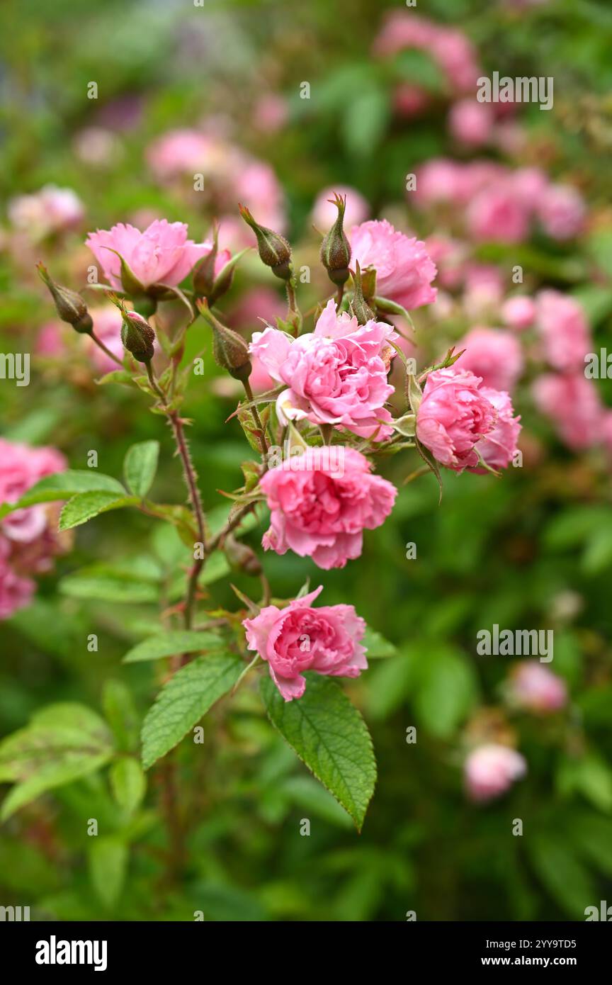 Frilly petalled hi-res stock photography and images - Alamy