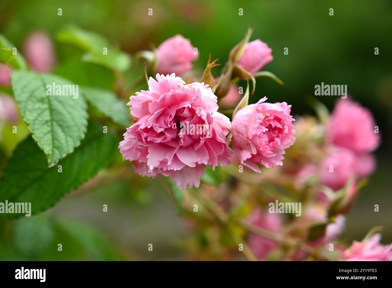 pale pink frilly petalled summer flowers of hybrid rugosa rose Rosa ...