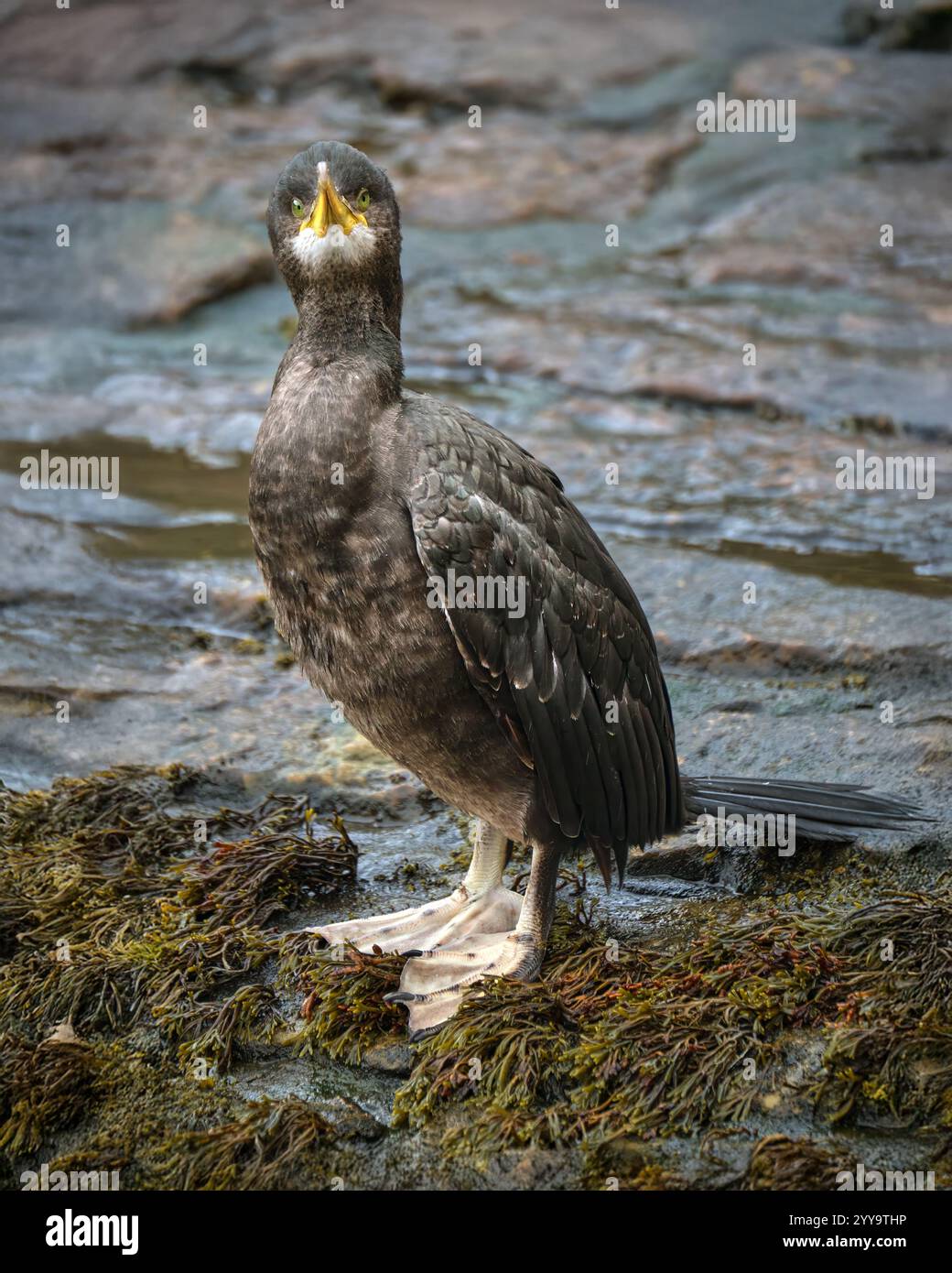 Shoreline birdwatching hi-res stock photography and images - Alamy