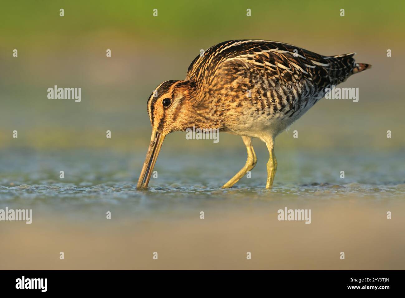 Common snipe Gallinago gallinago bird rain water in pond wetland wading ...
