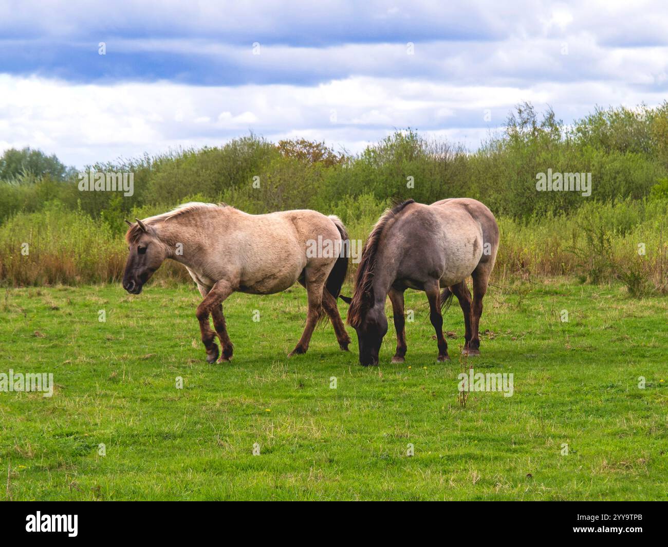 Two Konik ponies in a grass field Stock Photo - Alamy