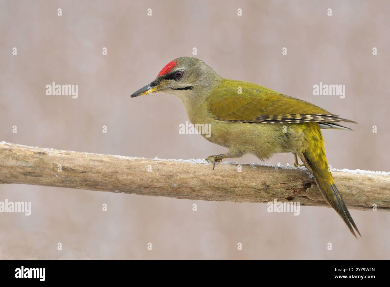 Greyheaded woodpecker Picus canus bird songbird wildlife nature ...