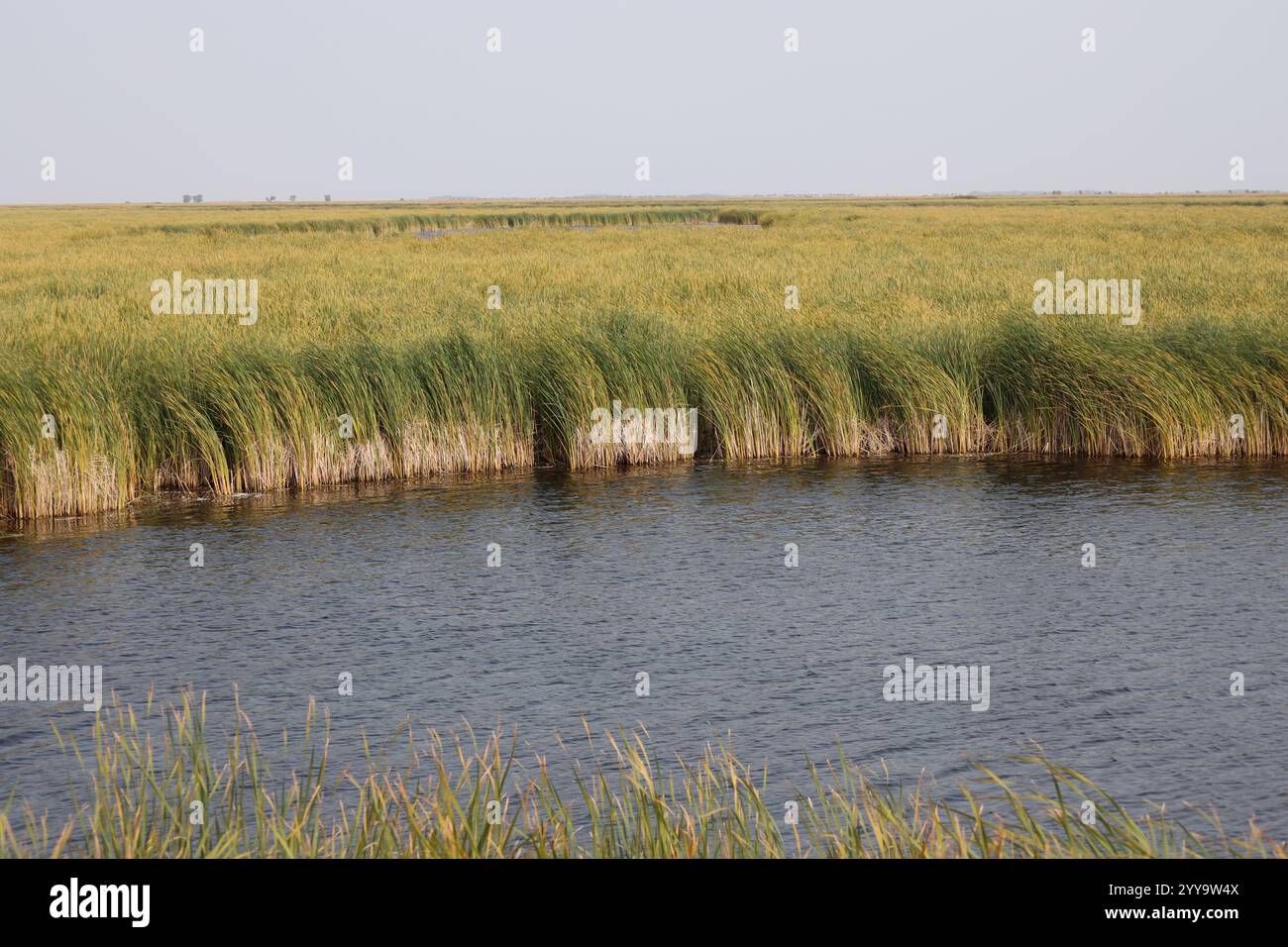 Cattails bent wind in hi-res stock photography and images - Alamy