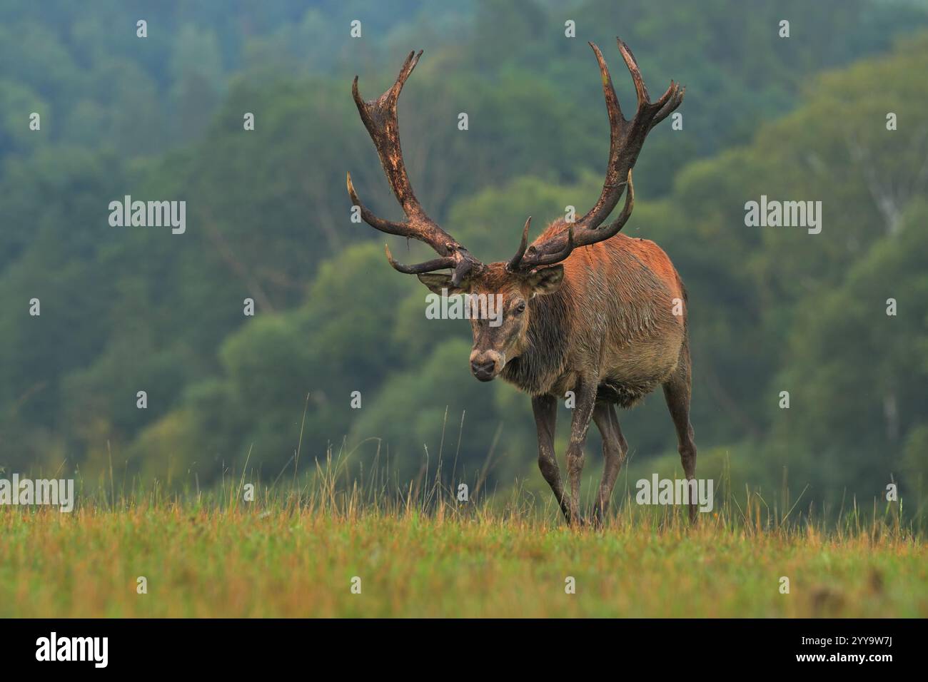Red deer new antlers wildlife Cervus elaphus fawn western red deer male ...