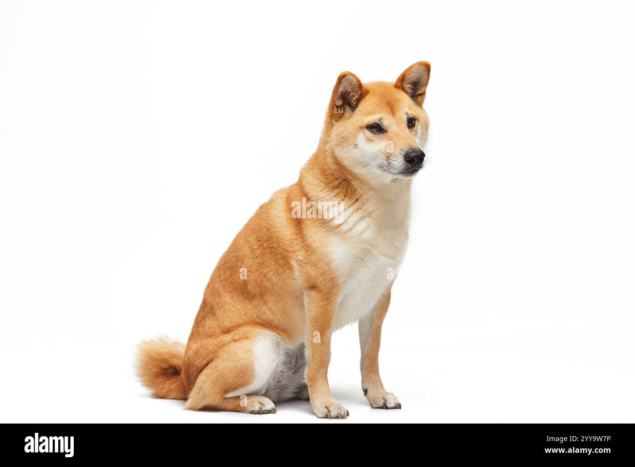 Japanese shiba in Cut Out Stock Images & Pictures - Alamy