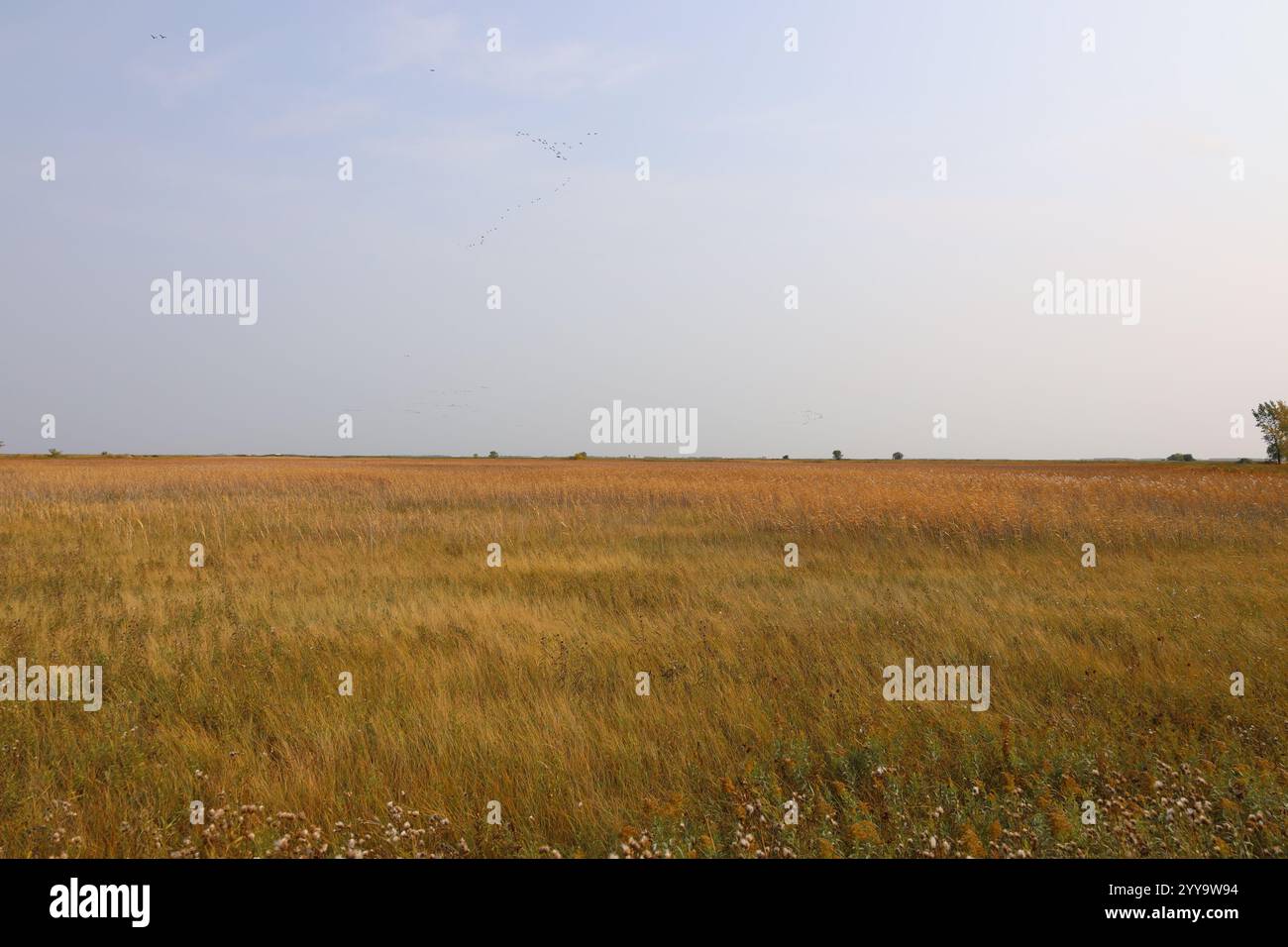 Steppe with tall grass hi-res stock photography and images - Alamy