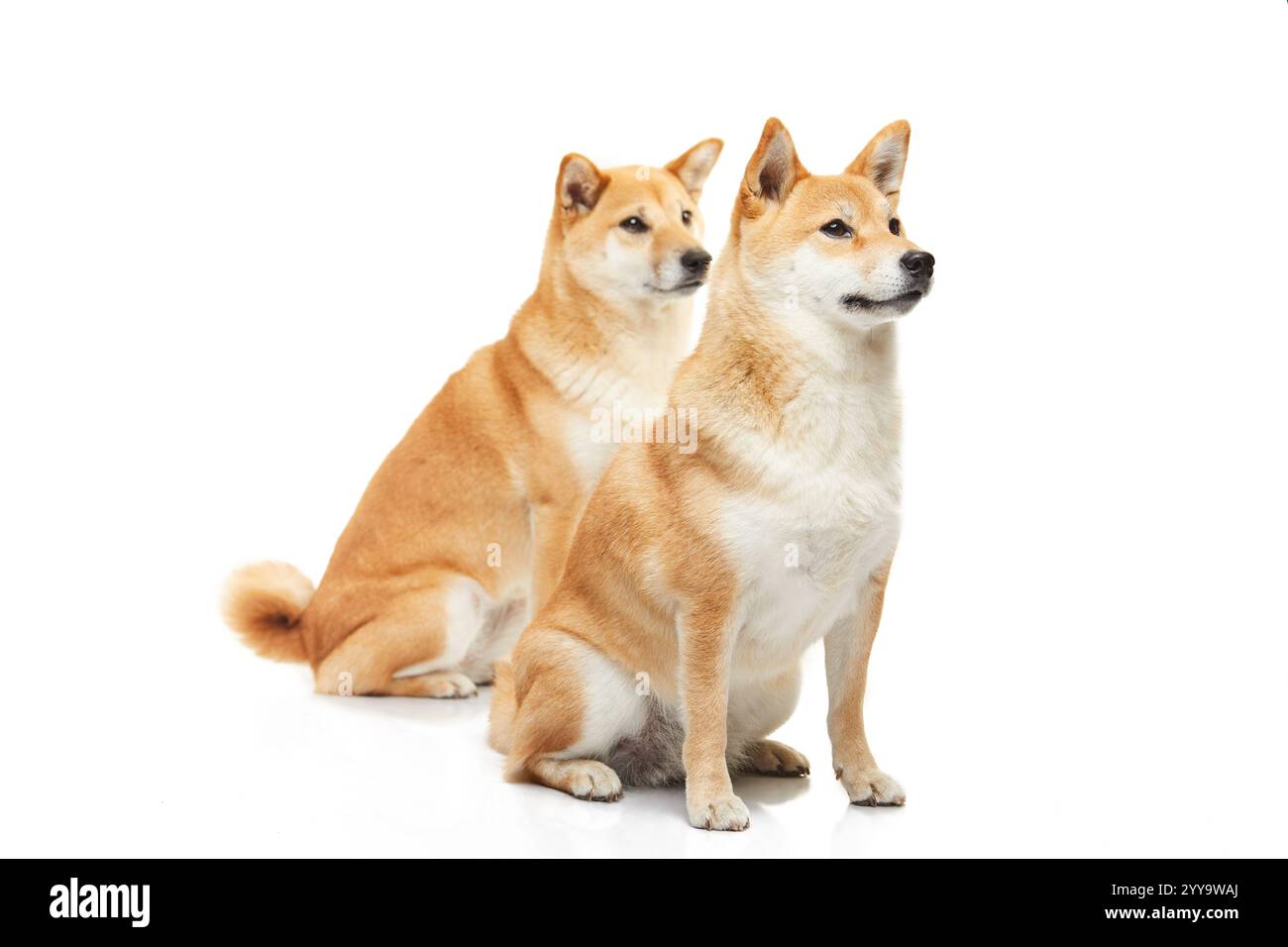 Pair of Shiba Inu Dogs Sitting Side by Side Stock Photo - Alamy