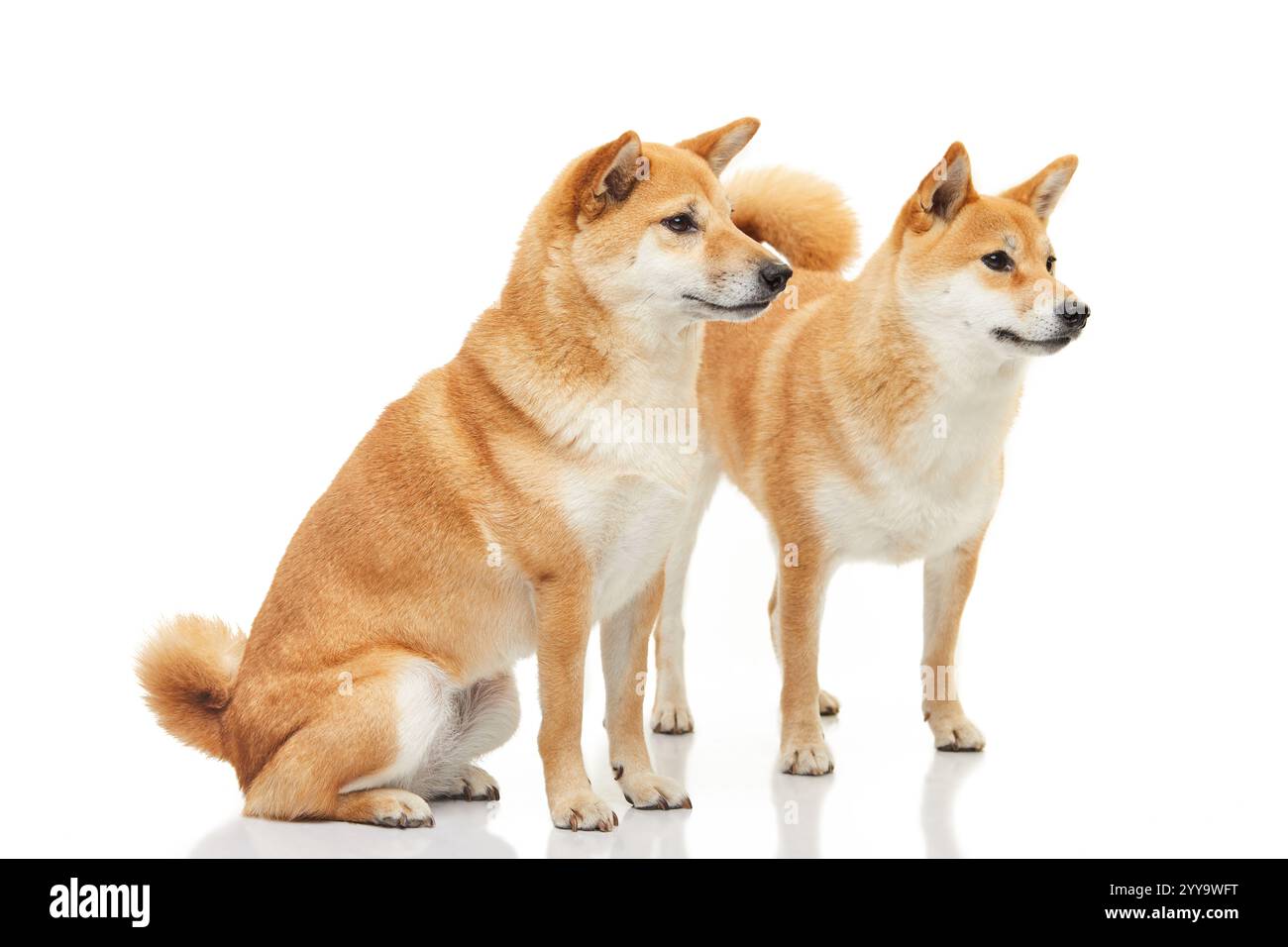 Two Standing Shiba Inu Dogs Facing Forward Stock Photo - Alamy