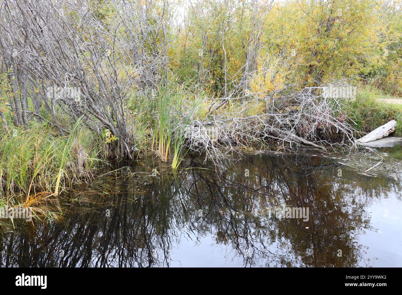 Marsh lake waters in hi-res stock photography and images - Alamy