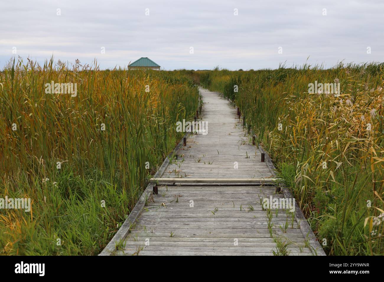 narrow wooden boardwalk to observation shelter in a marsh Stock Photo ...