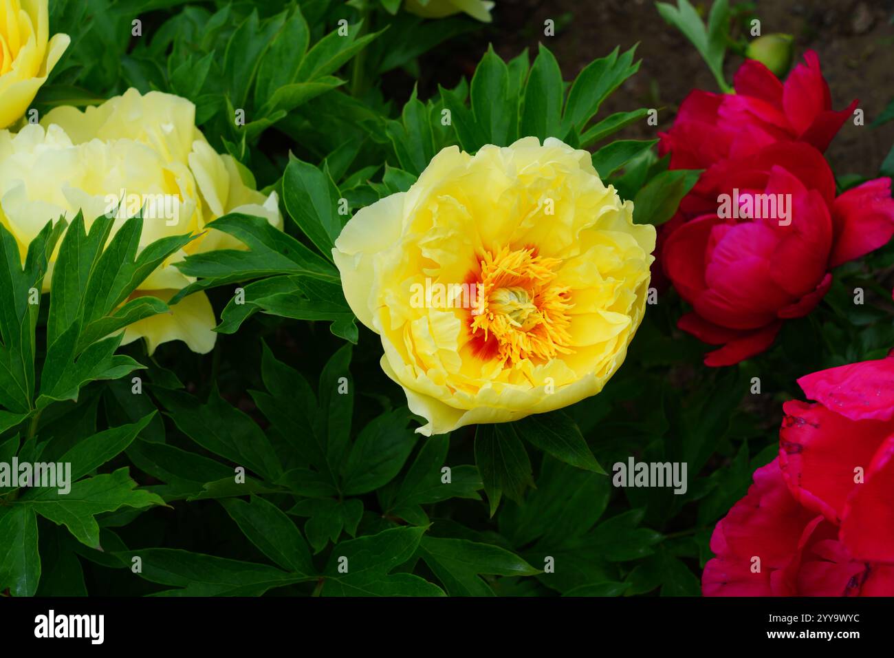 Large yellow peony hi-res stock photography and images - Alamy