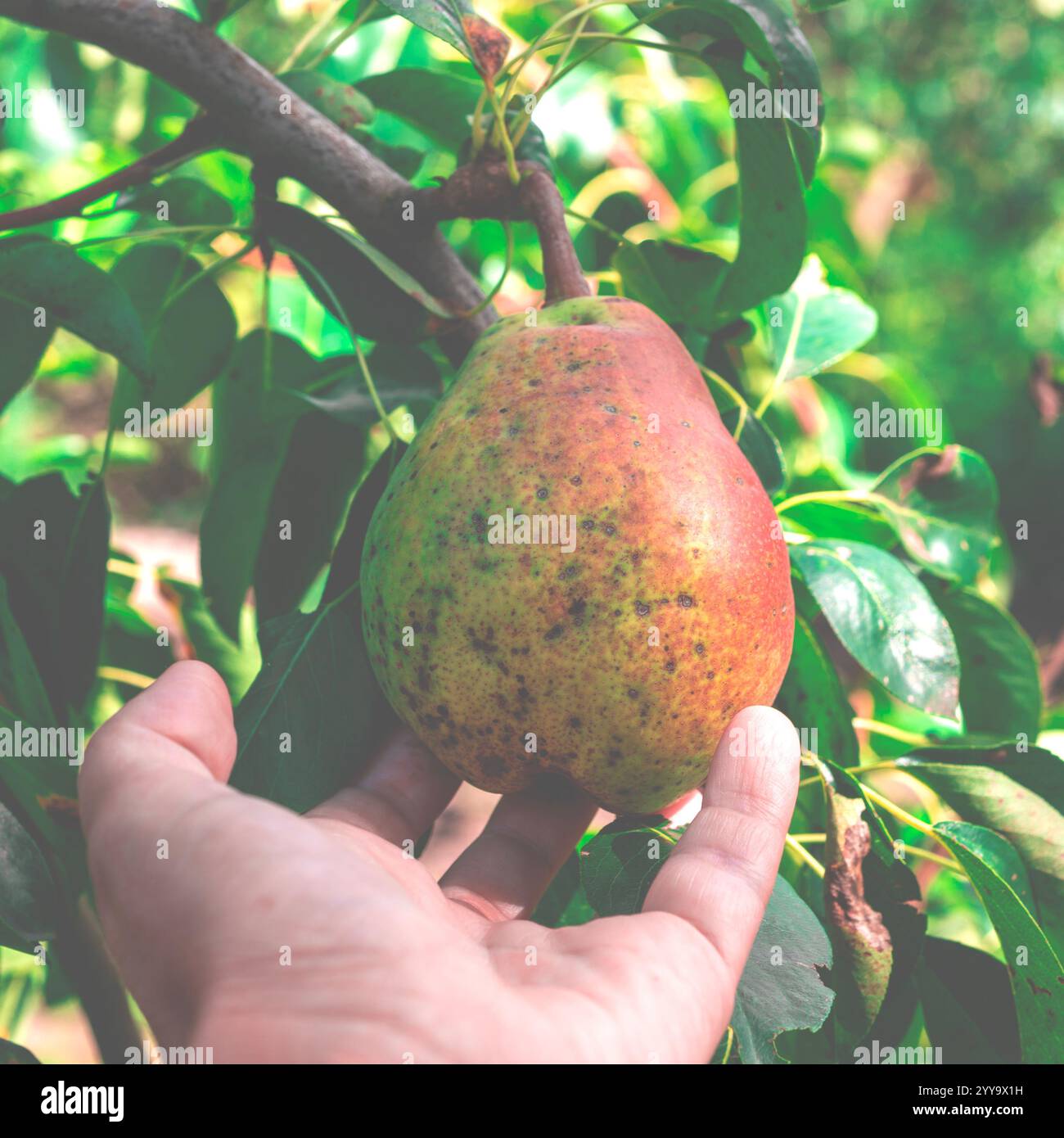Pear diseases. Diseases of fruit plants Stock Photo - Alamy