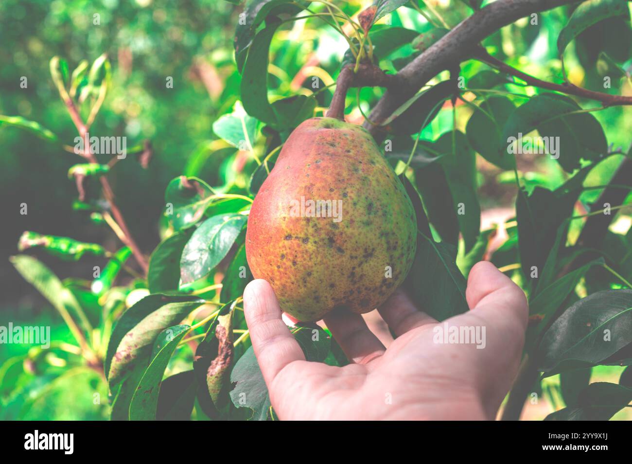 Pear diseases. Diseases of fruit plants Stock Photo - Alamy